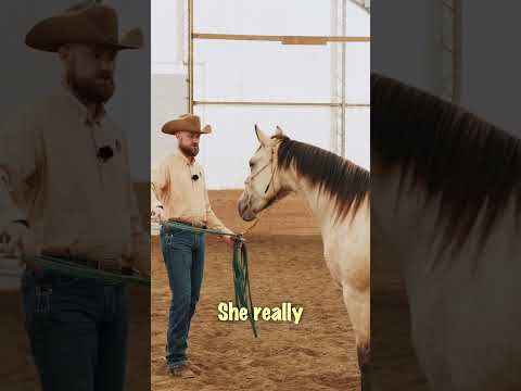 Revealing the secret to horse training