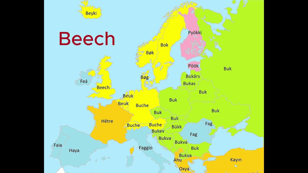 Tree Names in Different European Languages | Language Map