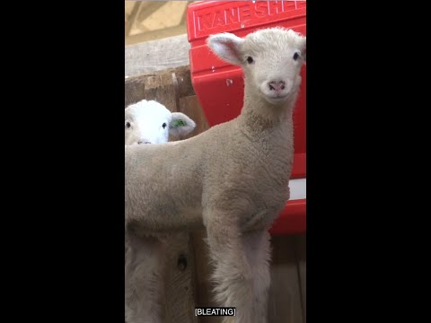 UMass Veterinary and Animal Sciences #umass #umassamherst #shorts