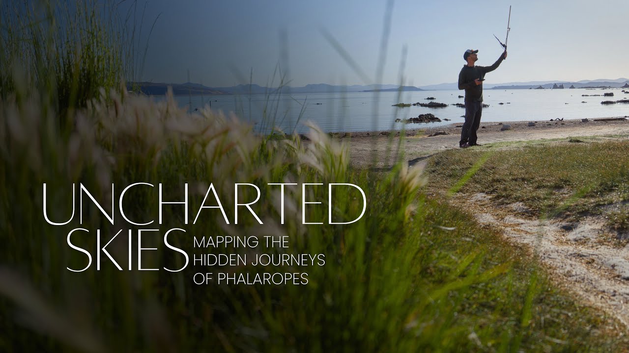 Uncharted Skies: Mapping the Hidden Journeys of Phalaropes