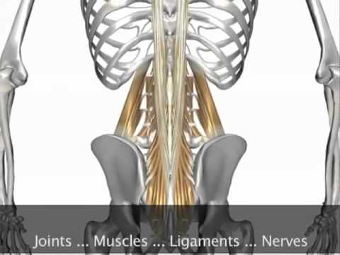 Lower Back Anatomy