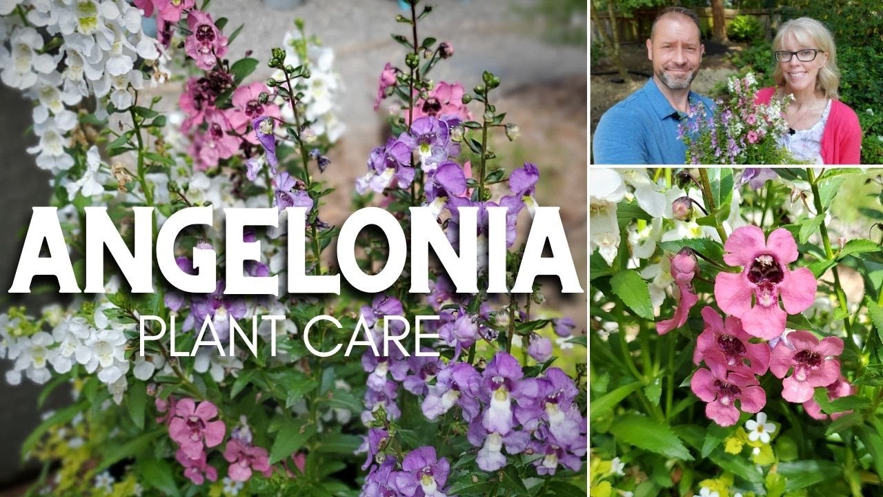 🌿 Angelonia Care  |  Friday Plant Chat 🌿