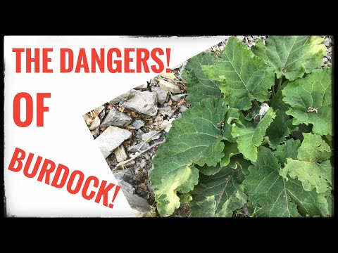 The Dangers of Burdock Root!