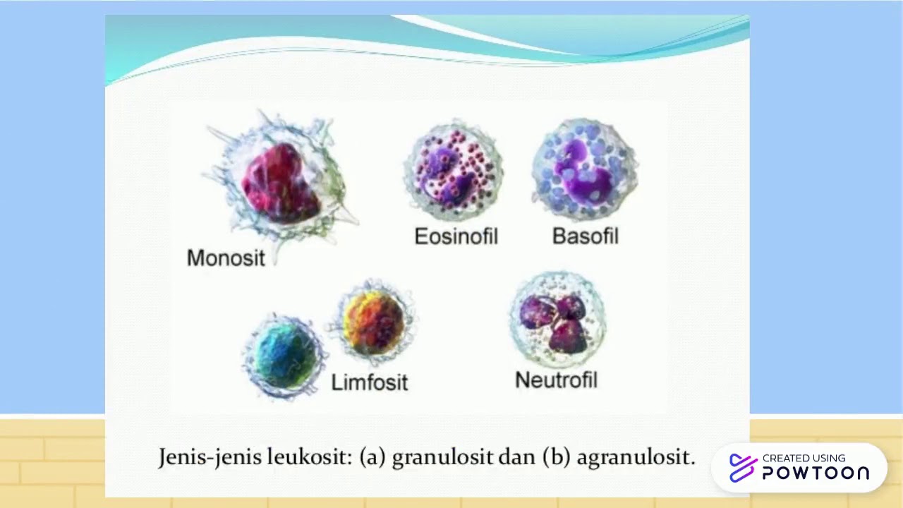 SISTEM SIRKULASI_XIA2.pptx