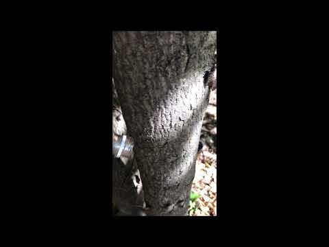 A Use for Lantern Flies and How we catch them