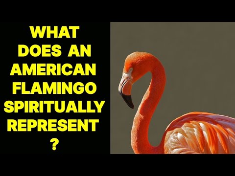 WHAT DOES AN AMERICAN FLAMINGO SPIRITUALLY REPRESENT ?