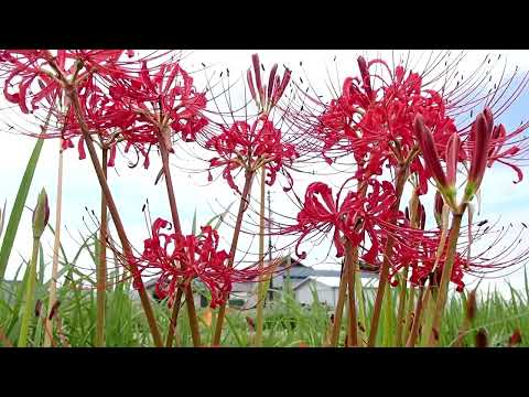 Higanbana aka Spider Lilies (flowers with a legend) Japanese Flower Viewing