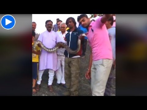 Selfie With Python Gone Wrong | Sakshi Post
