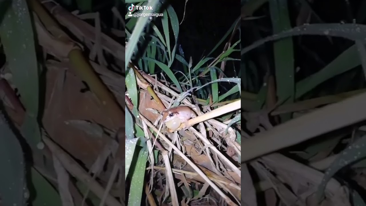 Pristimantis achatinus