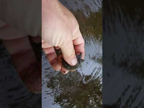 Spiny Softshell (Apalone spinifera) - 20190905 173507