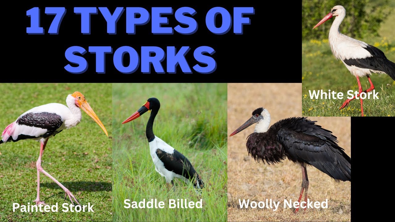 17 Types of Storks