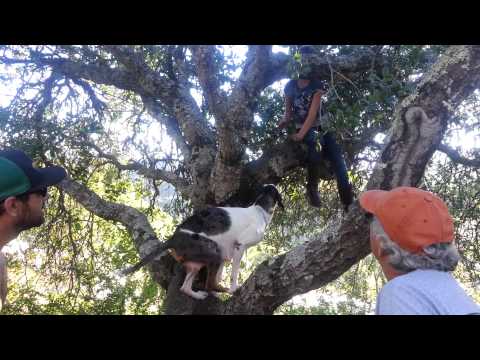Catahoula leopard dog climbing a tree