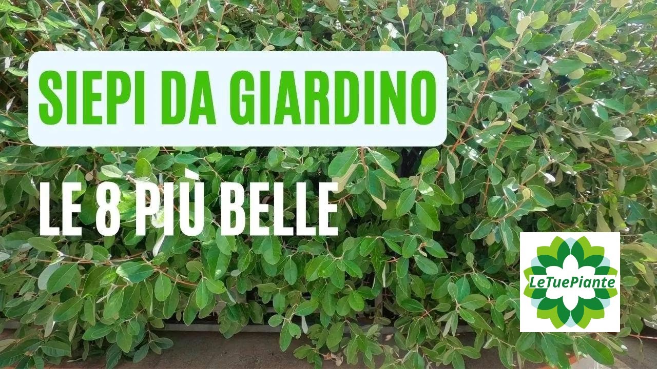 Siepi da Giardino