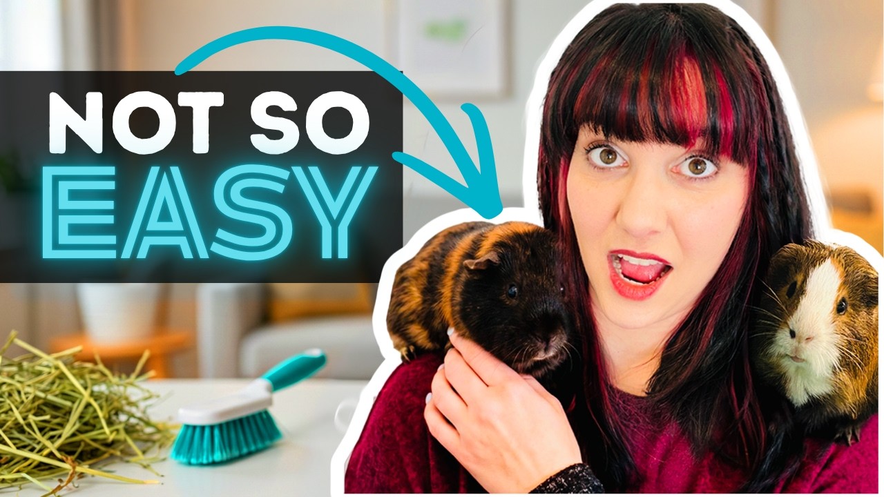 Living With Limited Mobility and Guinea Pigs | The Struggle Is Real