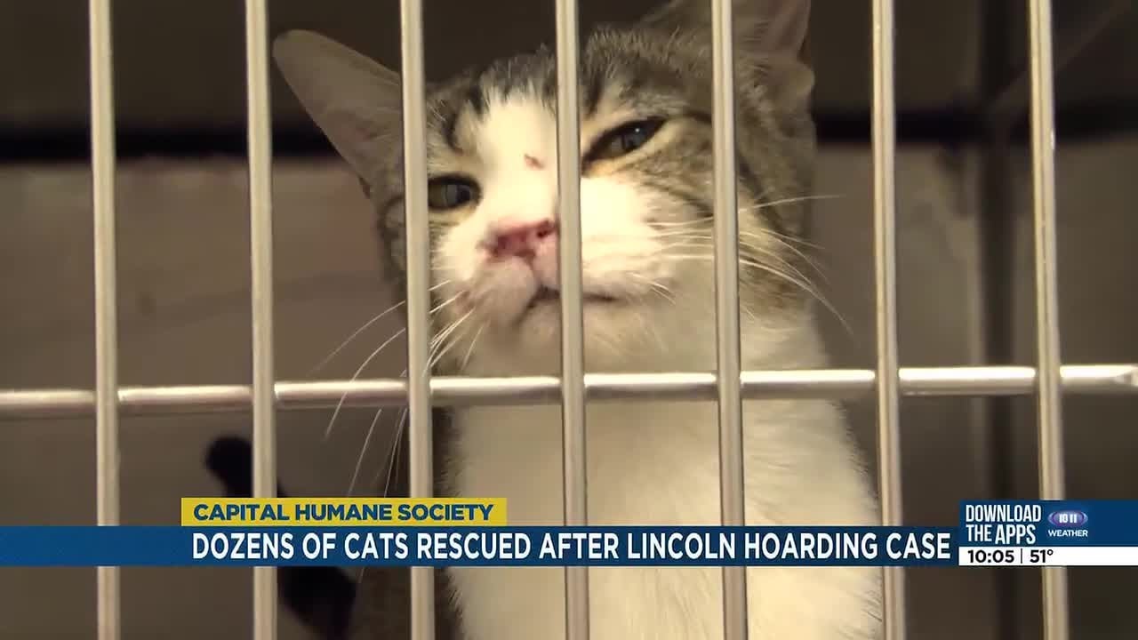 Humane societies across Nebraska provide space after over 100 cats rescued in hoarding case