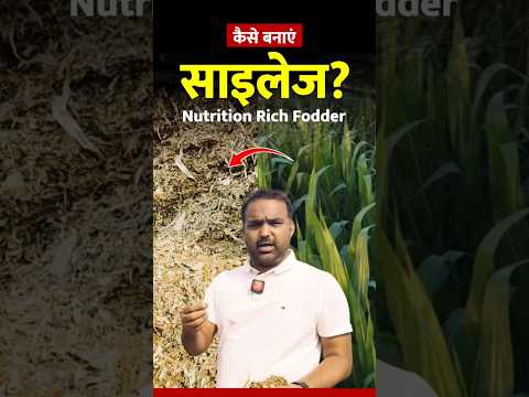 How to make #silage a Nutrition rich #fodder for cattles. #silagemaking #foddergrass #farming