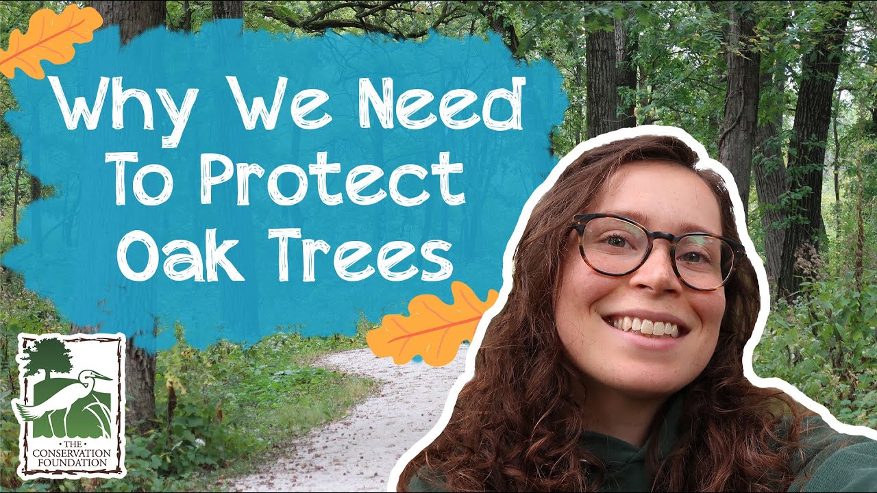 Why We Need to Protect Oak Trees | OAKtober