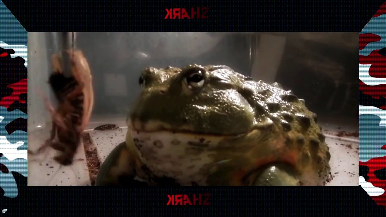 This Ghetto Bullfrog Likes To Eat Everything!