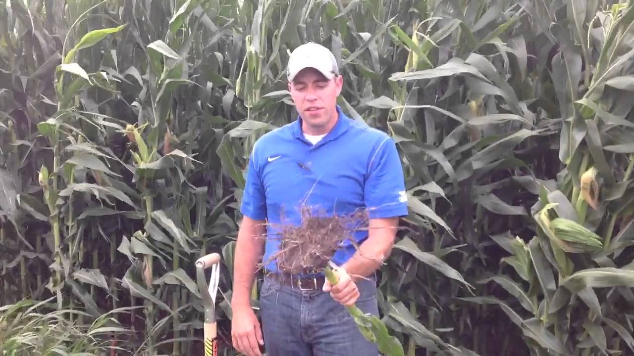 Compaction in corn? By Steve Eichenberger
