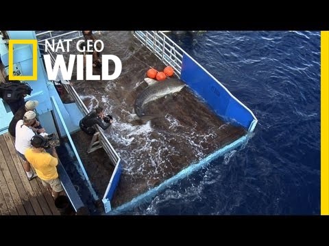 Landing a Tiger Shark | Shark Men