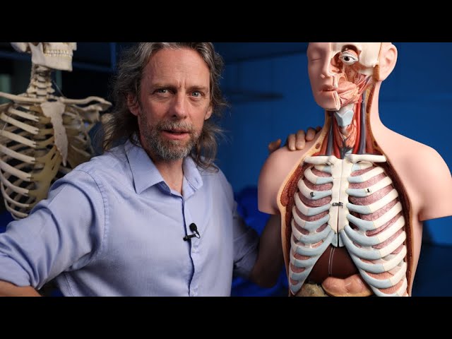 Understanding Erb's Points: A Comprehensive Guide to Anatomical ...