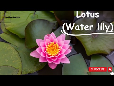 The Enchanting Lotus Flower: Symbolism, Beauty, and Resilience