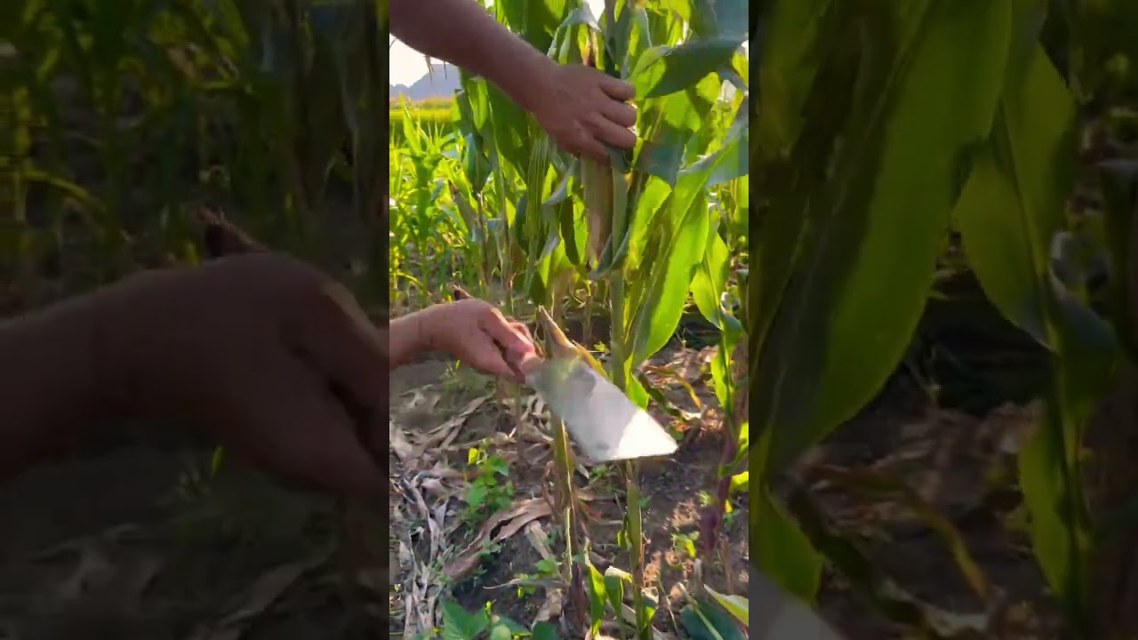 RT 30002542 mini rotary tillage and ridging all in one tree 🌴