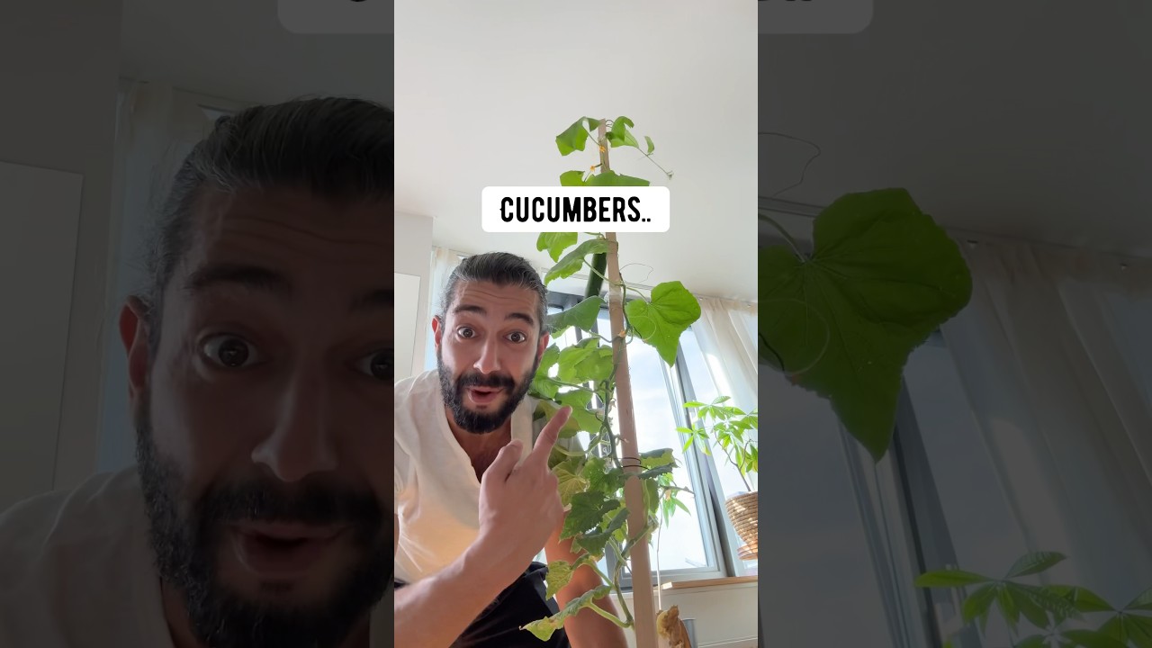 DIY Cucumbers inside an apartment | creative explained