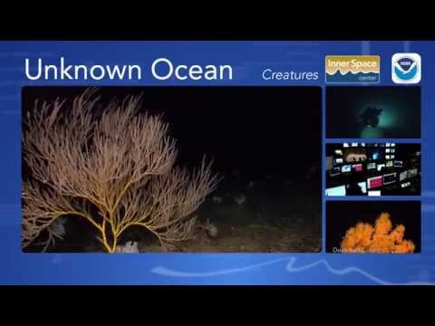 Creatures | Inner Space Center