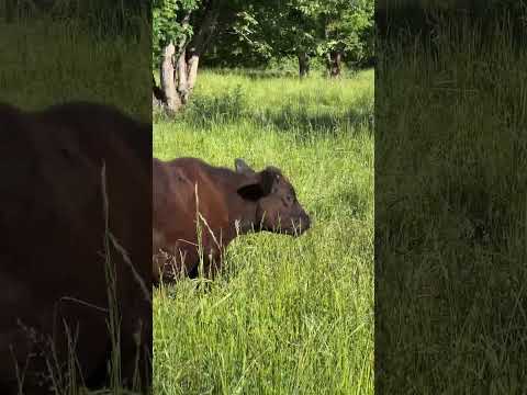 Yearling Heifer Update 2024
