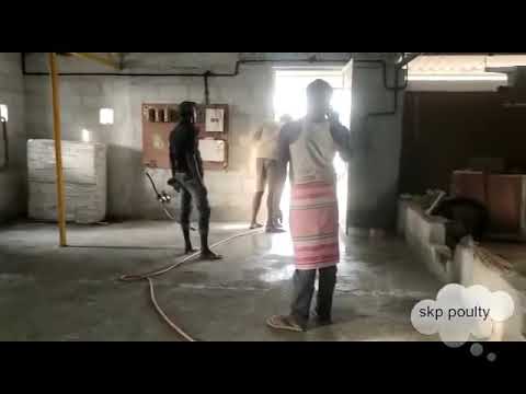 Country Chicken - Wholesale Price & Mandi Rate for Desi Chicken