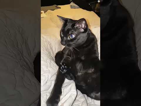 #cat #dog #funny #happycats #catmemes #music #memes #pets