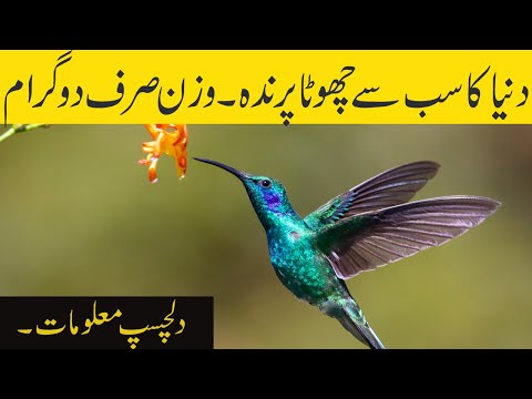 Facts About Humming Bird in Urdu\Hindi | Information About Humming Birds