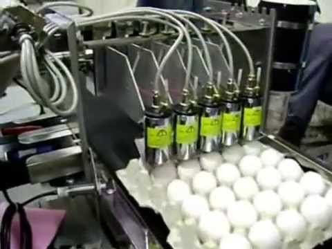 Printing & Branding on Eggs. Maplejet ProDigit EggsPrint