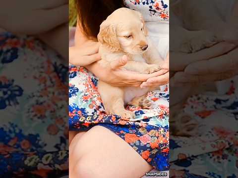 20 Puppy names inspired by Food Items