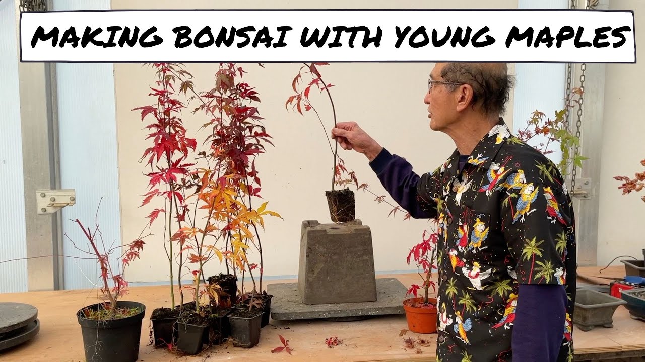 Projects with Young Maples