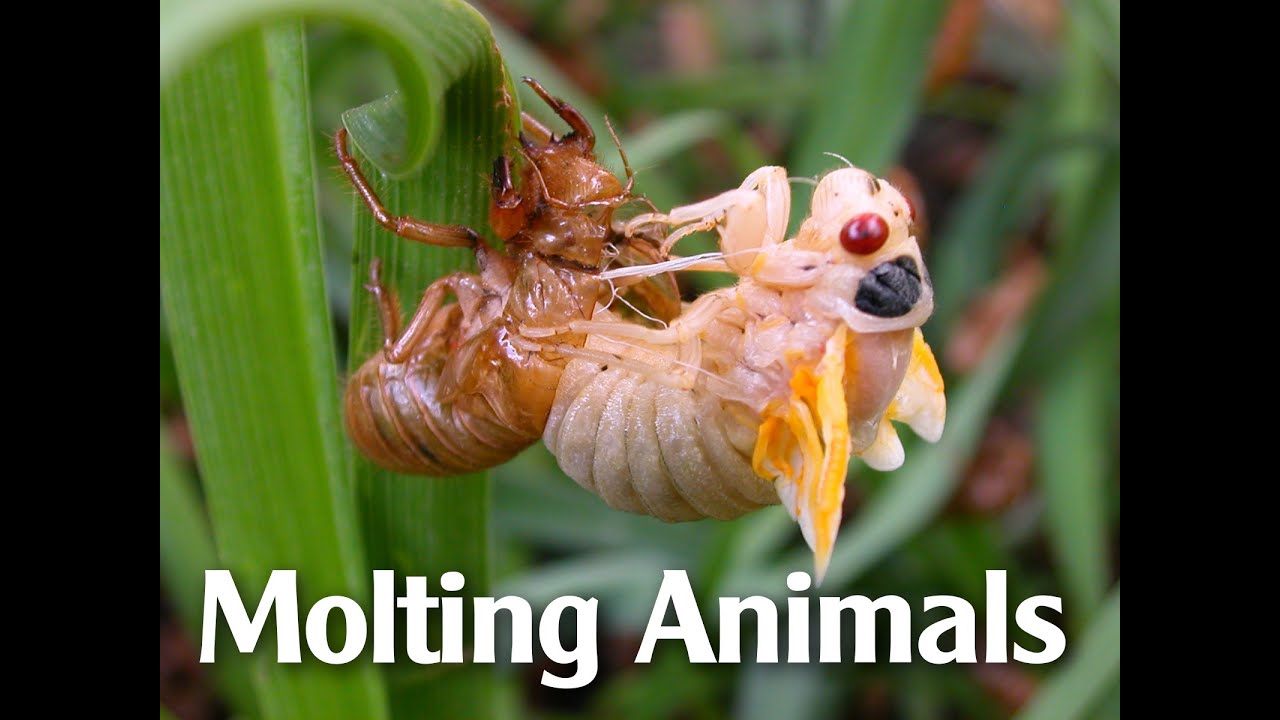 Molting Animals: Shedding Their Old Skin for a New Beginning