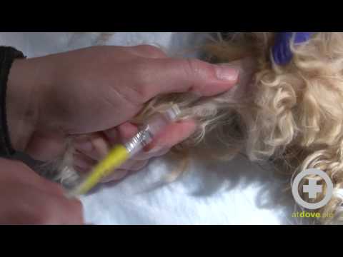 How to Give a Lateral Saphenous Injection to a Dog