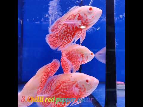 Top 5 types of Oscar fishes . do you have an oscar?? comment down. Aqua_Thottam