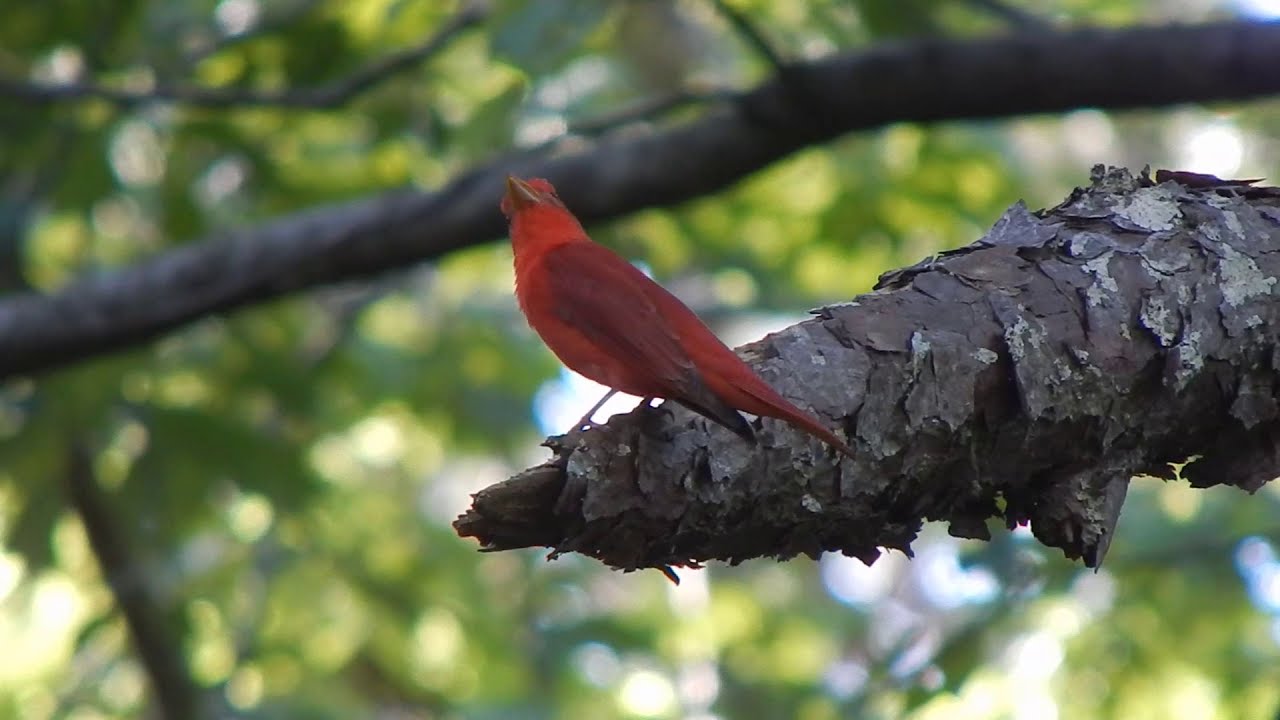 Beautiful Summer Tanager Songs