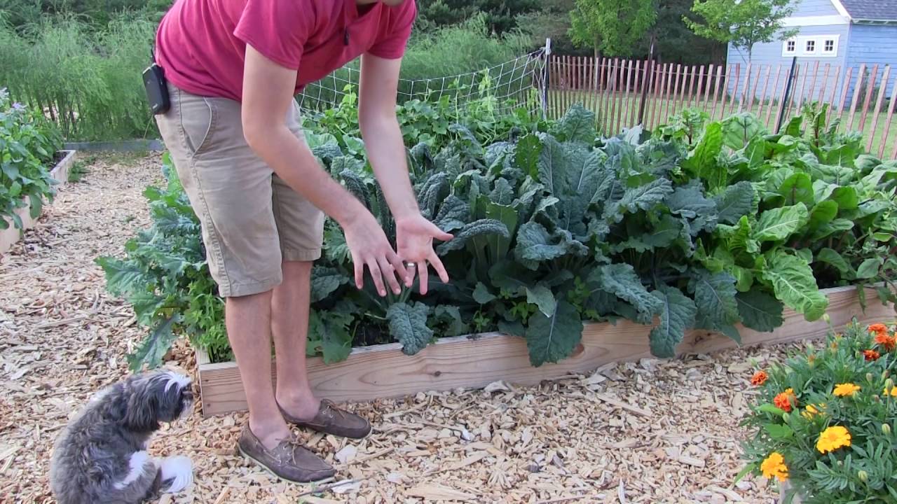 Applying an Integrated Pest Management System for the Home Garden