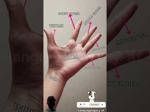 types of fingers #englishspeaking #vocabularywords #indexfinger #ringfinger #middlefinger middlefin