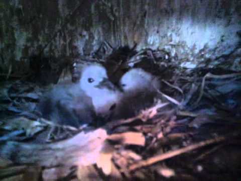 Hamerkop chicks in their nest (Scopus umbretta) 2011 (1)