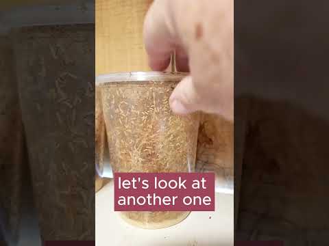 Should I start a new culture of Fruit Flies?!?!?
