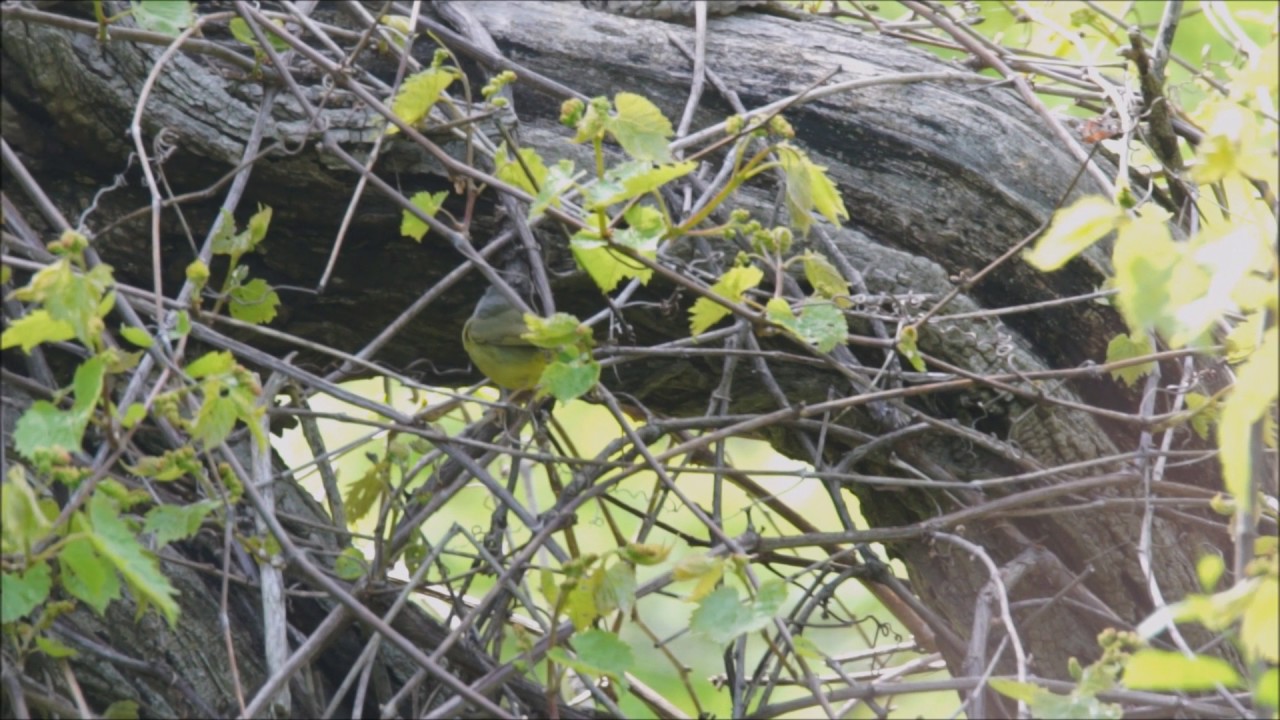 Female Mourning Warbler