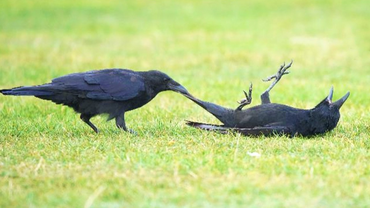 Incredible CROWS Being Absolutely Hilarious! 🐦 ⬛🤣 Funniest Animals Caught on Camera