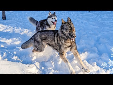 My Siberian Husky Goes CRAZY Playing in DEEP Snow!