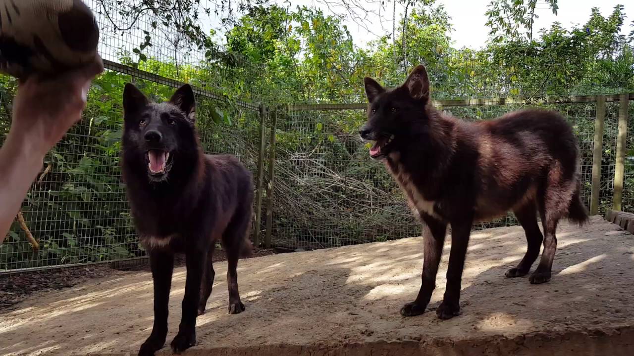 Playing Fetch with Timber Wolves