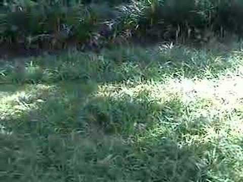 Snazzy Jazzy Lawn Mowing Video