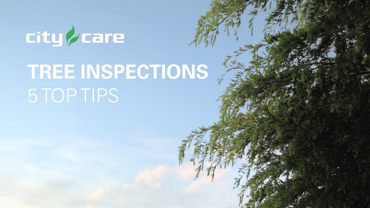 Tree Inspections - 5 Top Tips